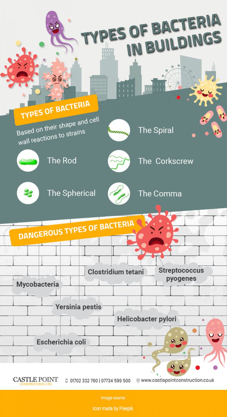 Types of Bacteria in Buildings - Bacteria Facts | Castle Point Construction